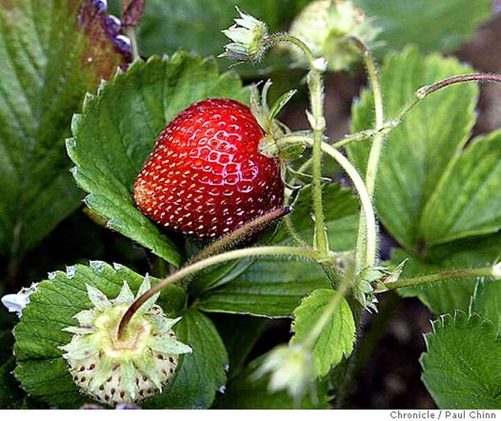 Delaney's delight / Noted S.F. landscape architect's latest healing ...