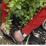 Delaney's delight / Noted S.F. landscape architect's latest healing ...