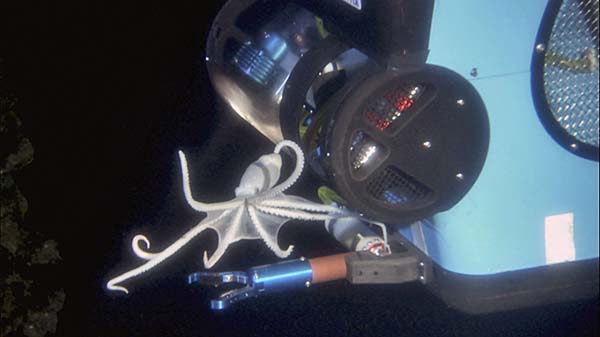 REVIEW / Bizarre creatures down where the sun don't shine