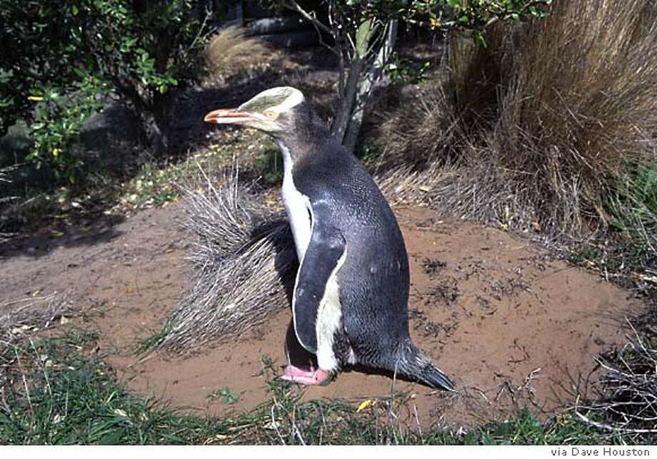 Ferrets Kill Penguins In New Zealand - SFGate