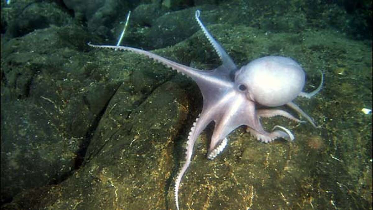 King of world conquers the sea