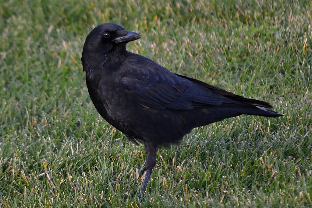 Clever crows, ravens crowd the Bay Area