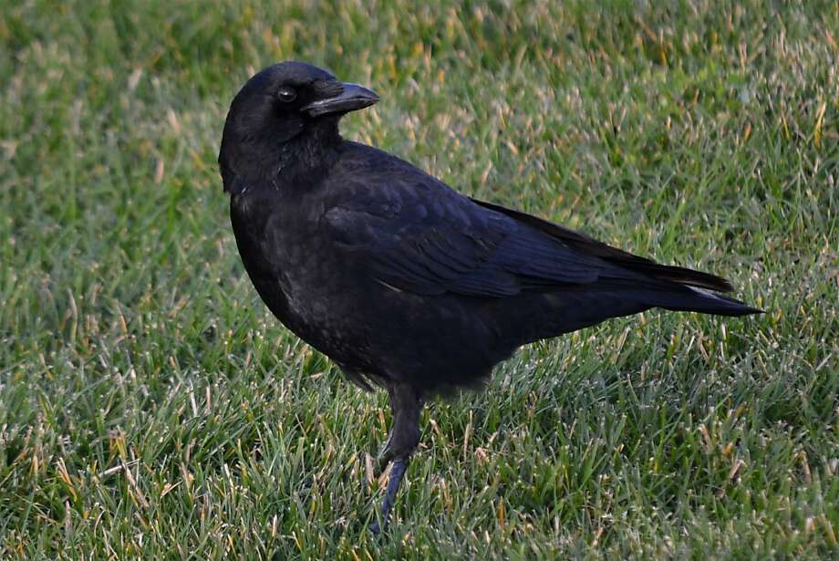 Clever crows, ravens crowd the Bay Area - SFGate