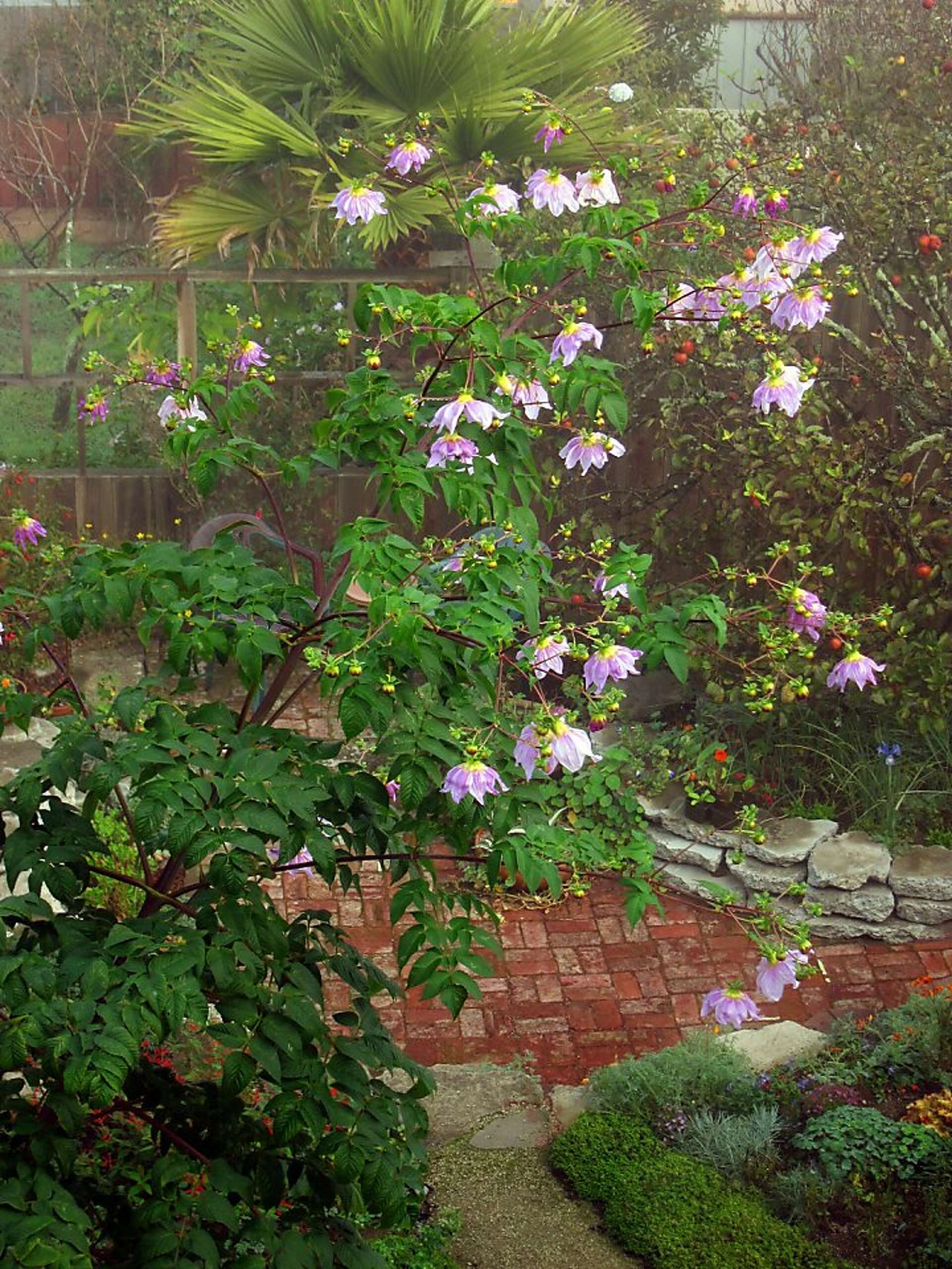 How to prune a tree dahlia