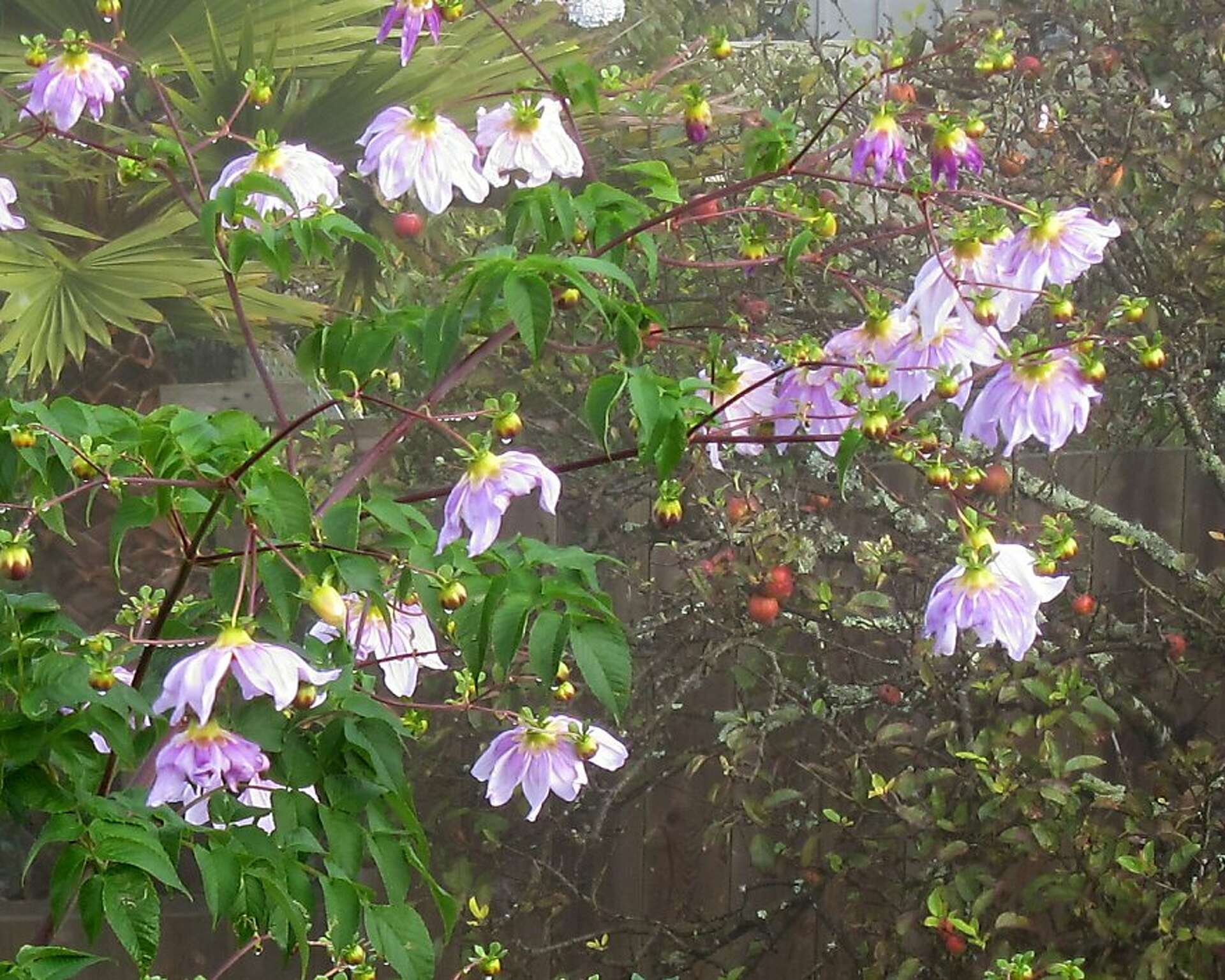 How to prune a tree dahlia