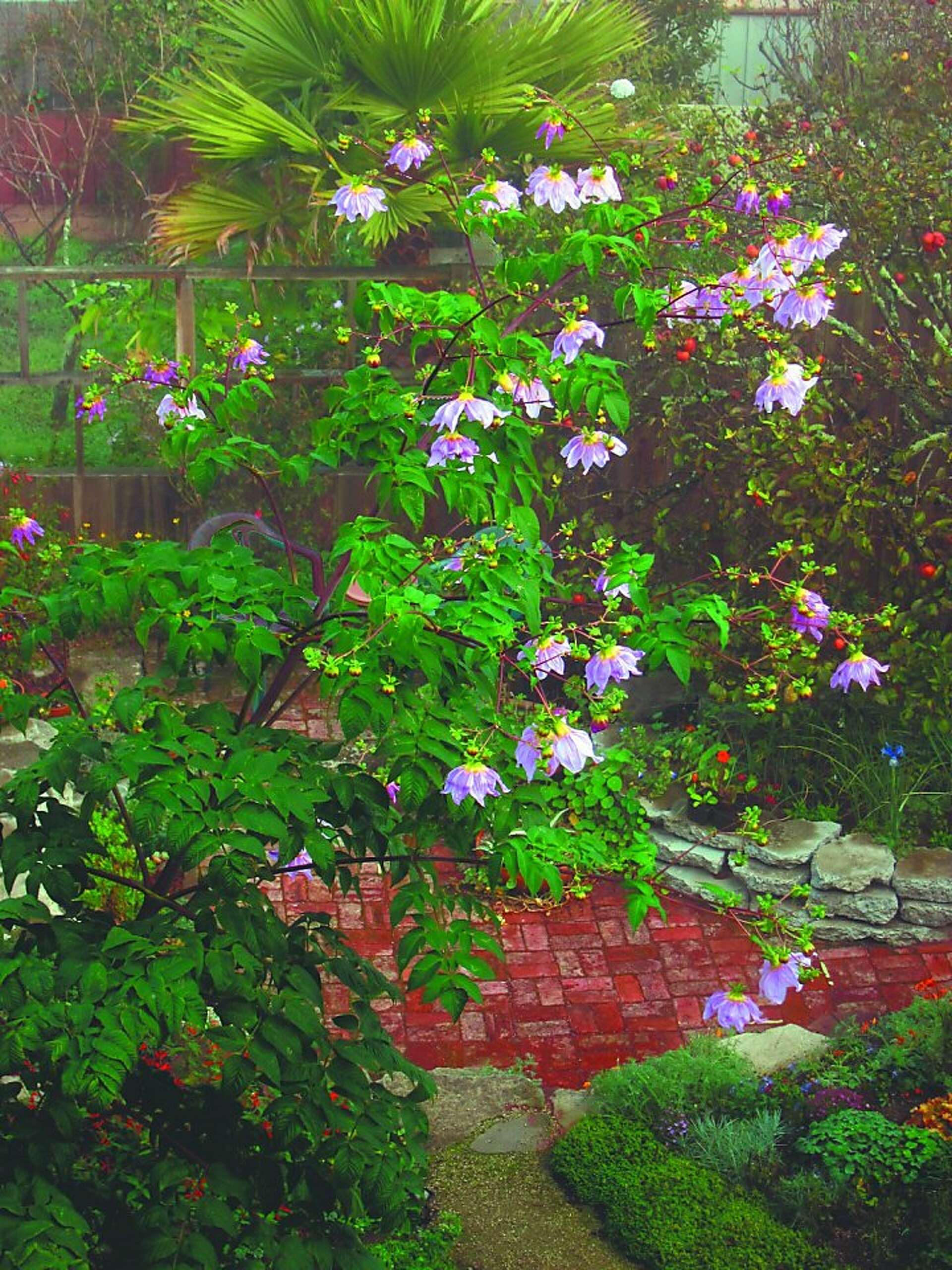 How to prune a tree dahlia