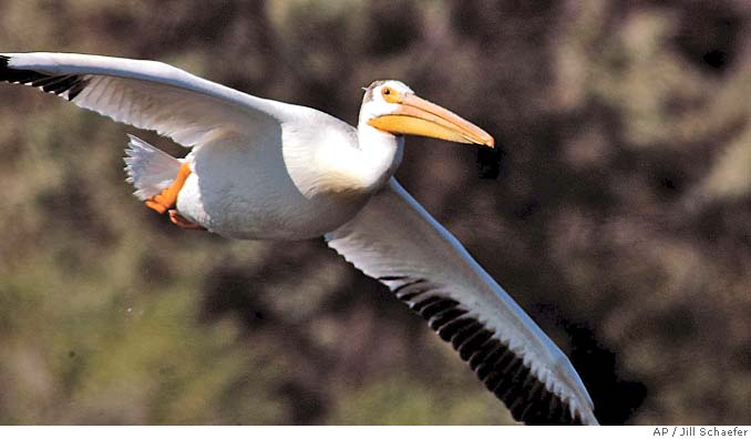 Where did all the pelicans go? / Birds abandon chicks, eggs at refuge ...