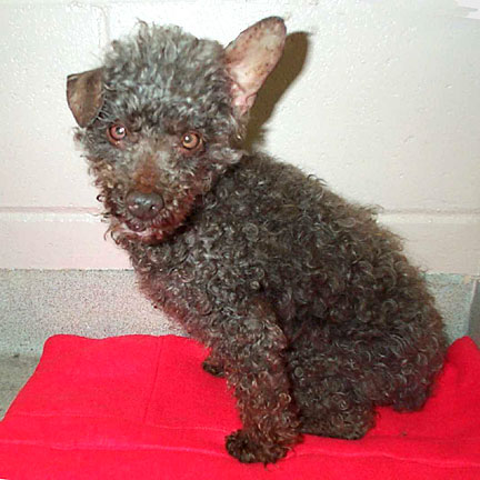 Animal shelters' long-in-the-tooth hounds come with built-in benefits