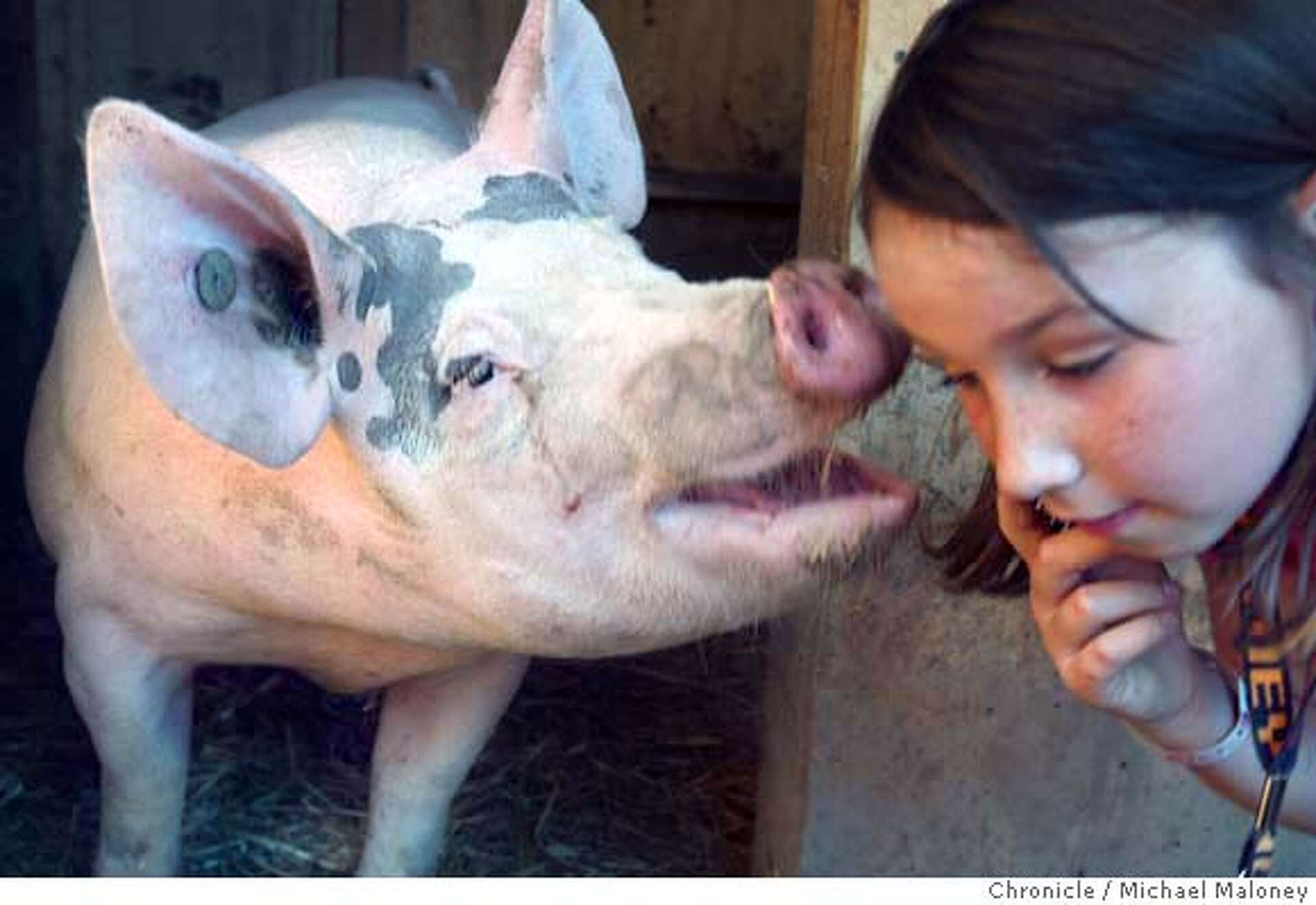 OAKLAND / Pig farming akin to pigs flying / 4-H'ers from city have ...