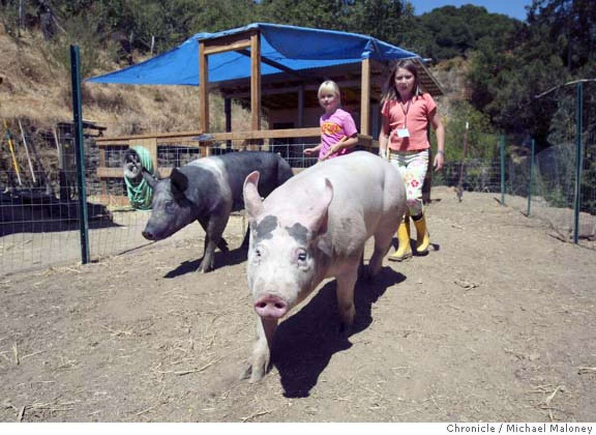 OAKLAND / Pig farming akin to pigs flying / 4-H'ers from city have ...