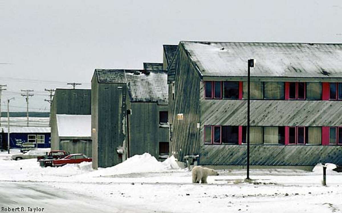 BEARING WITNESS / Are Churchill's most famous residents on thin ice?