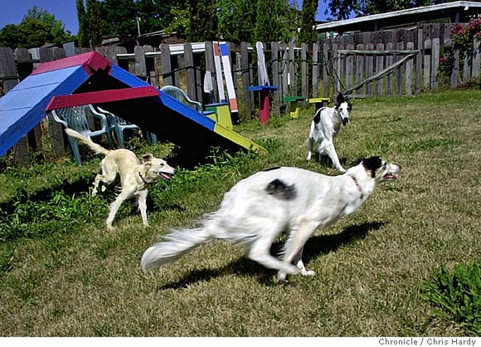 SILKENS / The making of a new breed of dog