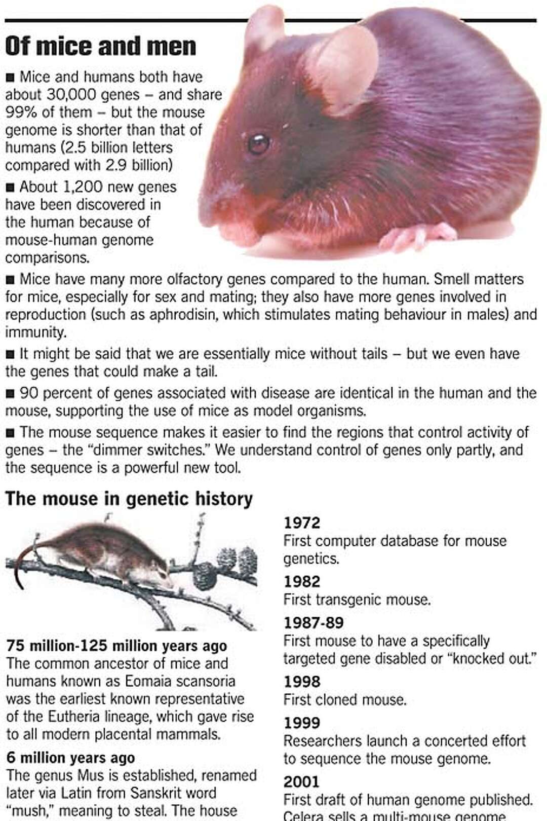 OF MICE AND MEN / Striking similarities at the DNA level could aid research