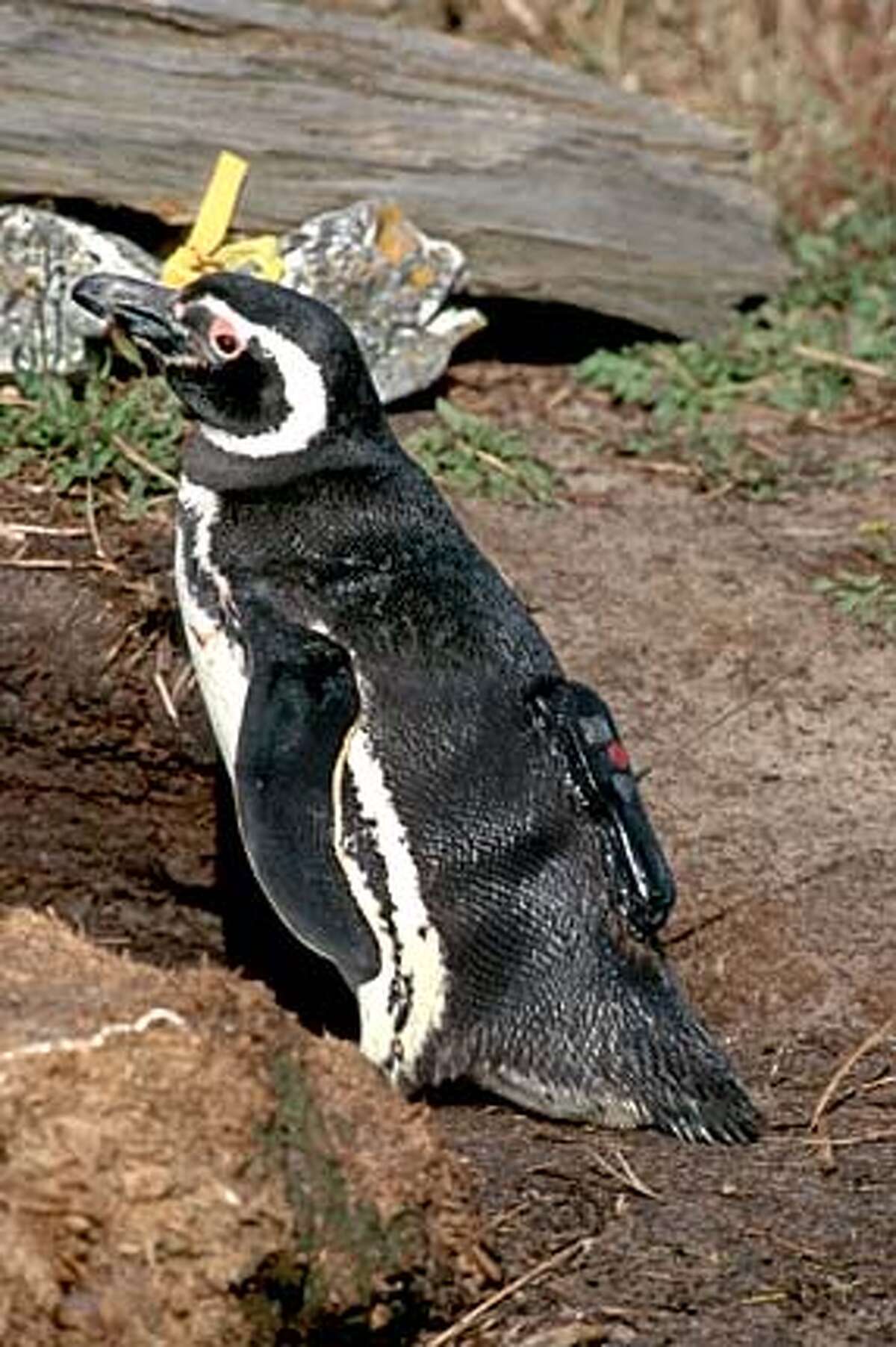 EDUCATION / Do you know where your penguins are? / SSU professor tracks ...