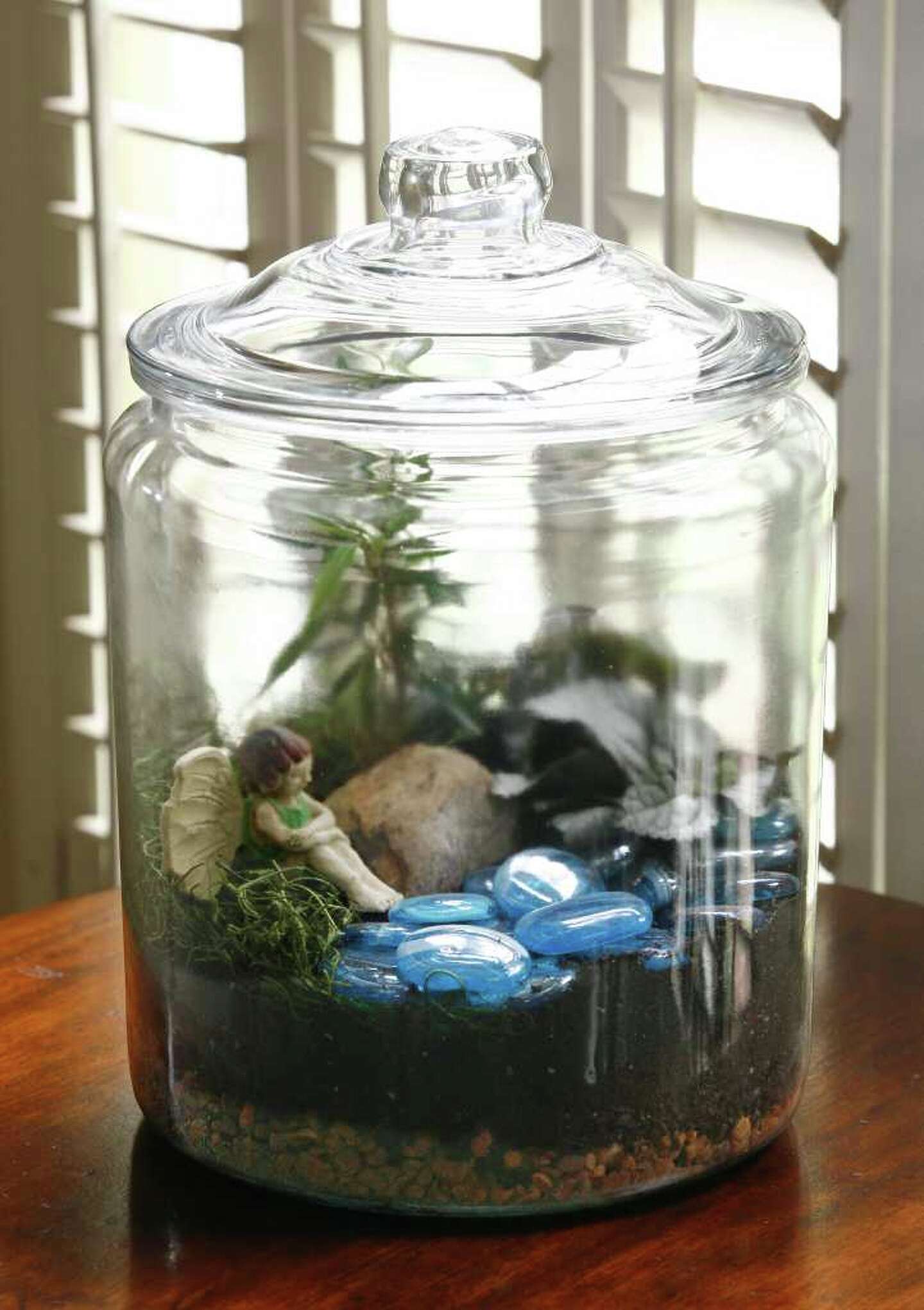 Terrariums: Miniature gardens under glass