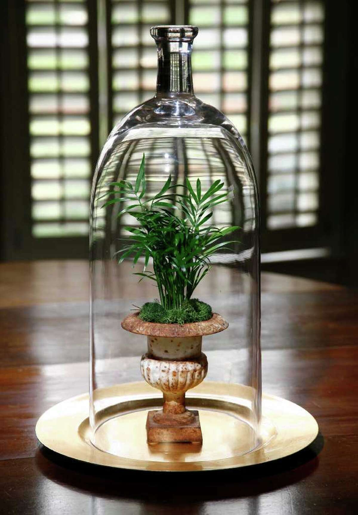 Terrariums: Miniature gardens under glass