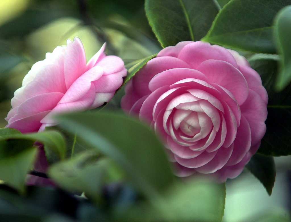 Discovering versatile and resilient camellias