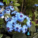 Blue, blue, my world is blue ... / The aesthetics of a single color ...