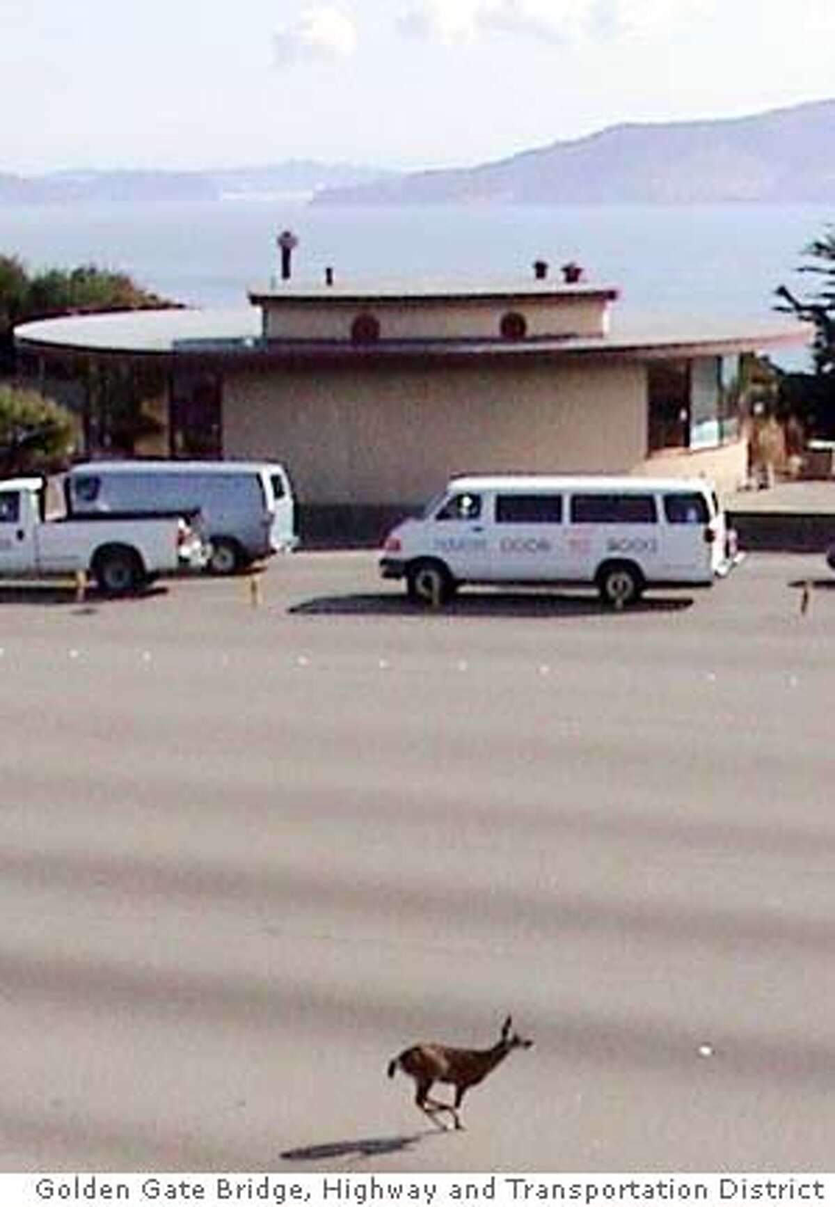 SAN FRANCISCO / Deer crosses Golden Gate Bridge / It's a first! Animal ...