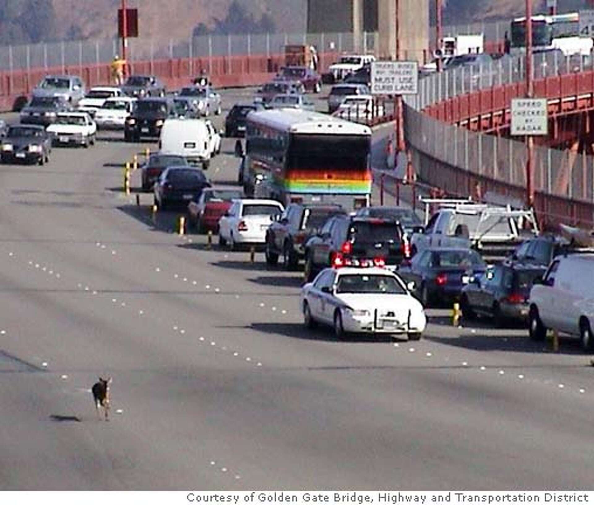 SAN FRANCISCO / Deer crosses Golden Gate Bridge / It's a first! Animal ...