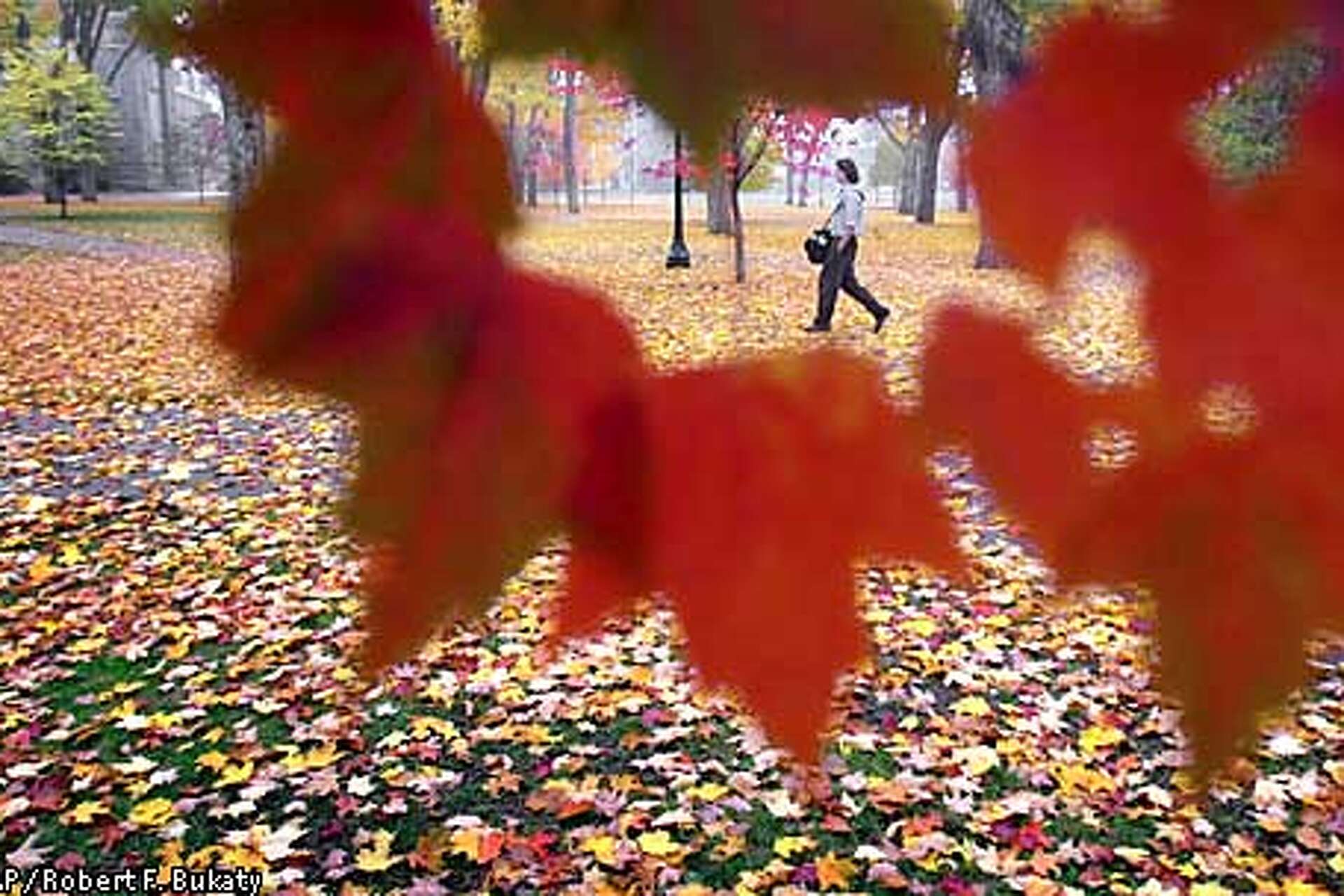 Turning a leaf on fall foliage / Changing colors give biologists ...