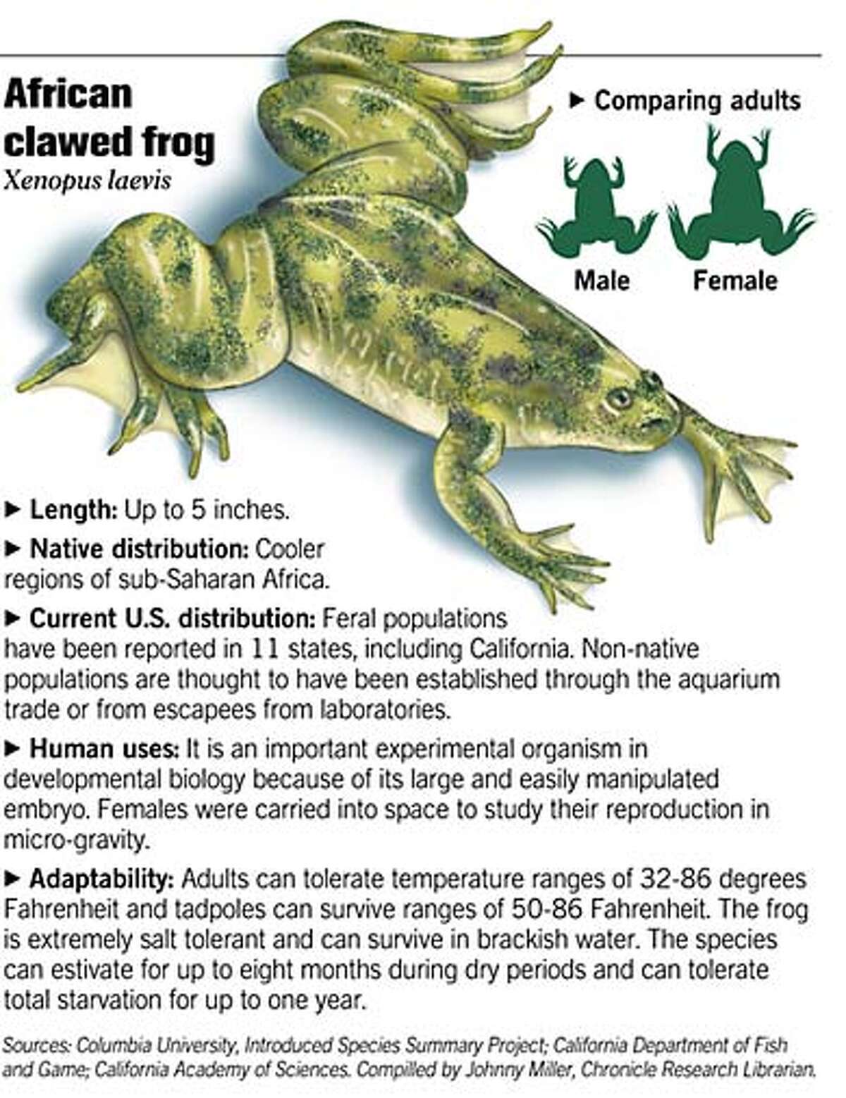 Tough African frogs infest S.F. pond -- scientists worry invasion will ...