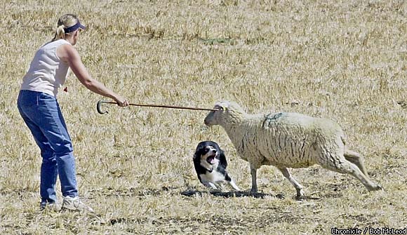Gathering wool / Sheep, a pen and the thrill of competition strengthen ...