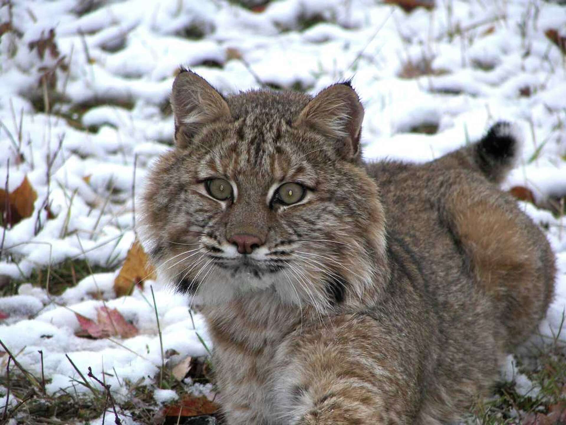 Bobcat bounce-back means more hunting