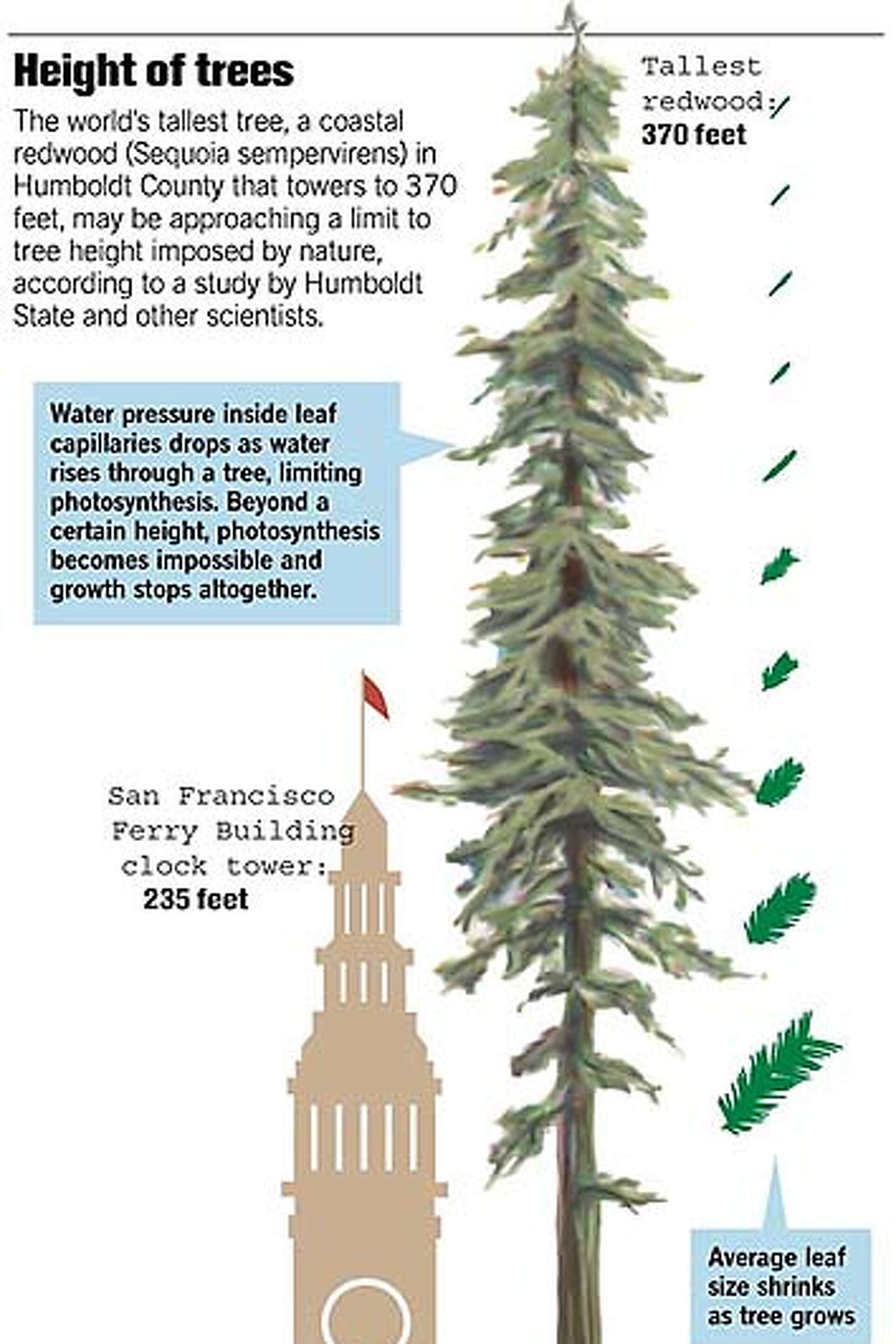 REDWOODS: How tall can they grow?