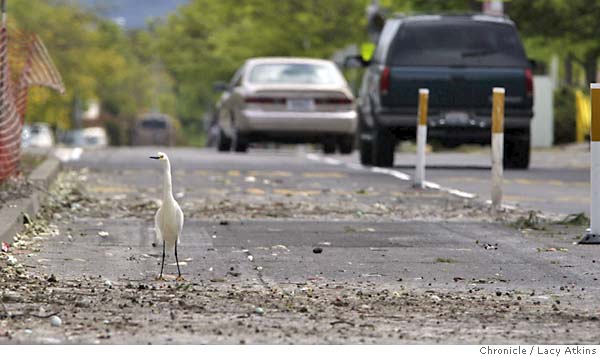 SANTA ROSA / Birds of a different feather / Usually reclusive ...