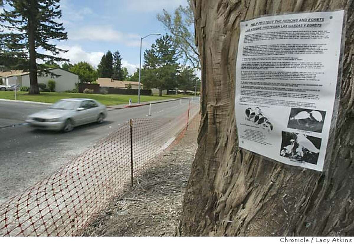 SANTA ROSA / Birds of a different feather / Usually reclusive ...