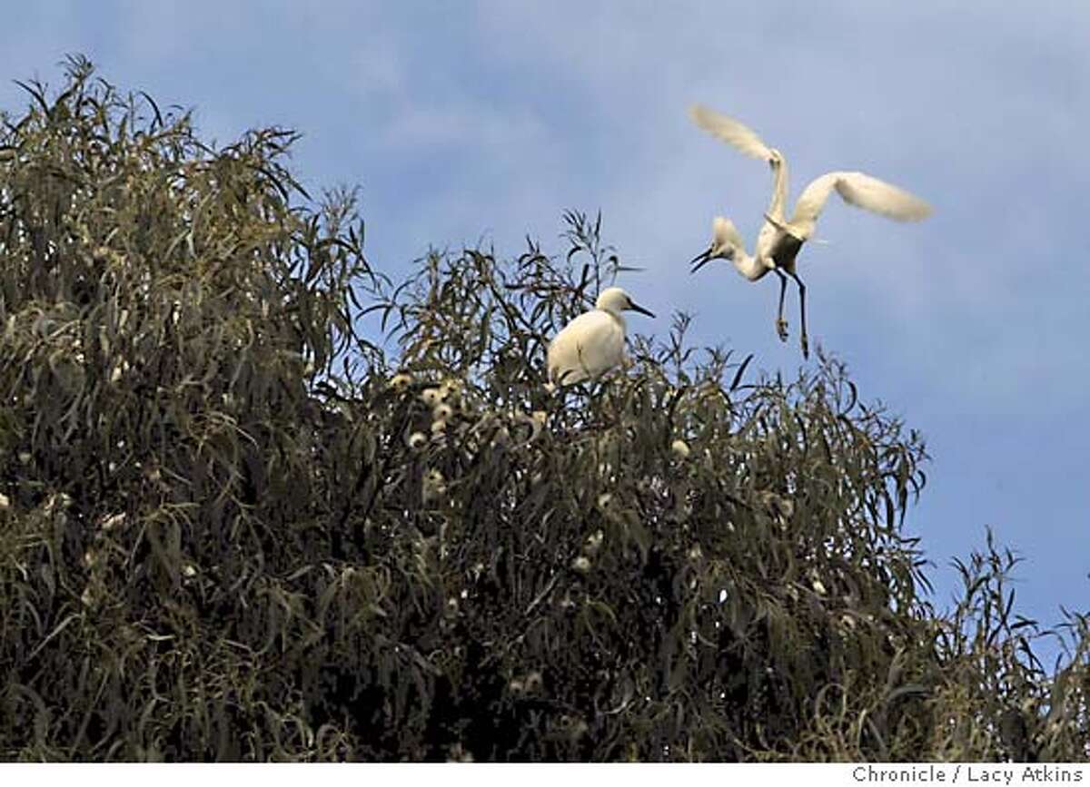 SANTA ROSA / Birds of a different feather / Usually reclusive ...
