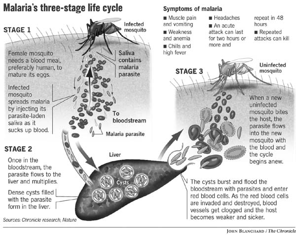 Findings could lead to malaria vaccine / International teams crack ...