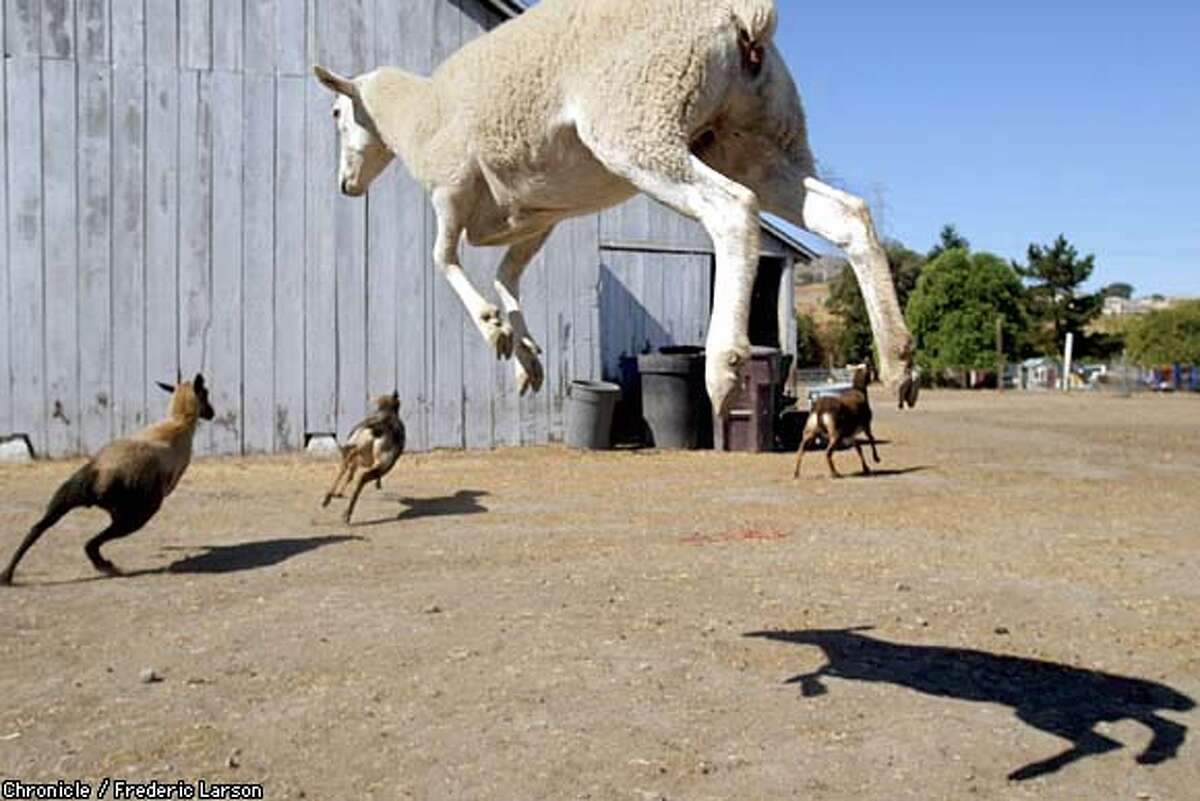 A Boone for San Ramon / Forest Home Farms lives on - much as benefactor ...