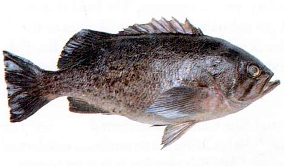 Seafood by the season / Buying fresh, local and at the right time ...