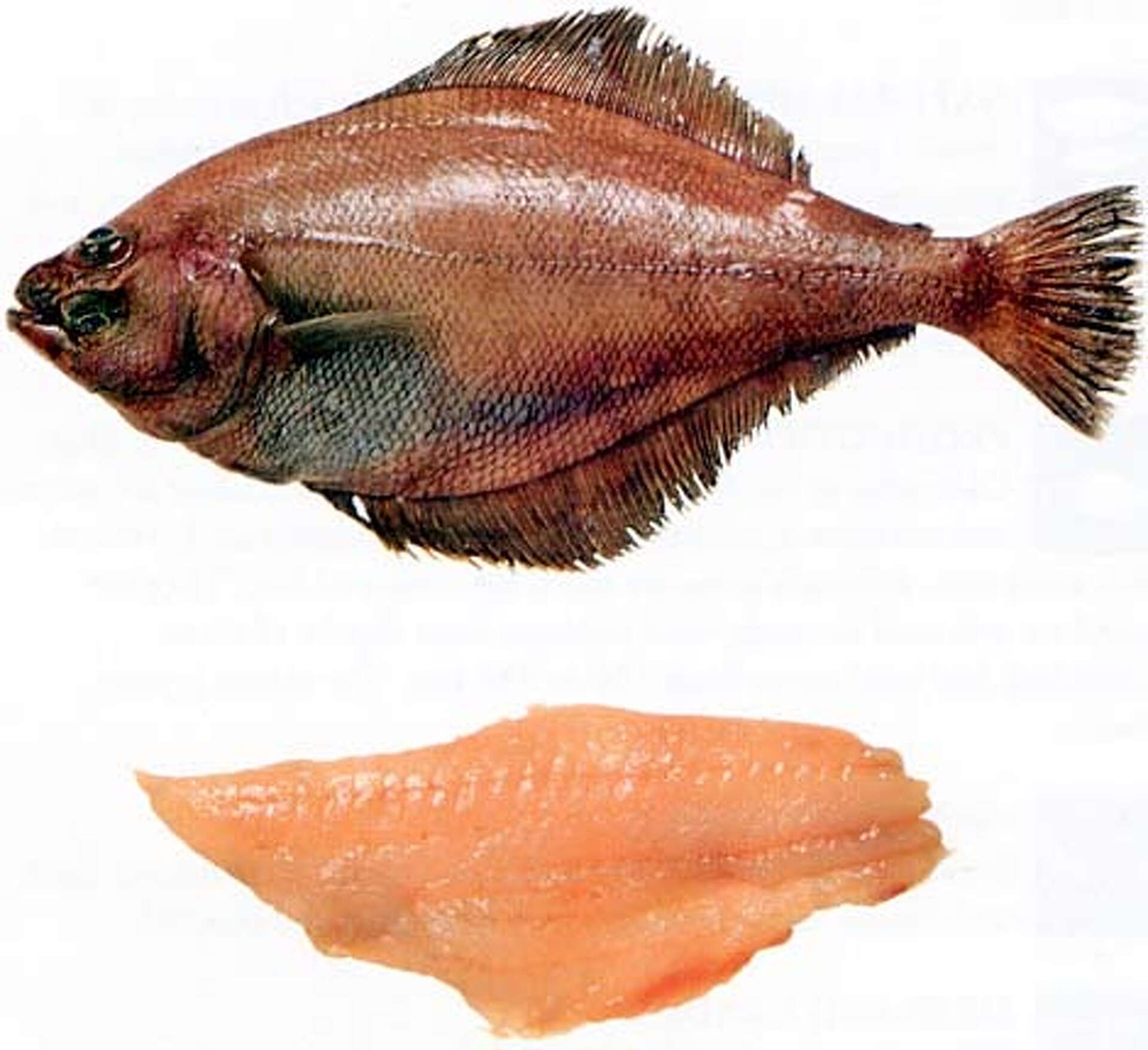 Seafood Watch: 21 fish species now sustainable enough to eat