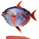 Anglers catch extremely rare fish in Southern California - San Antonio ...