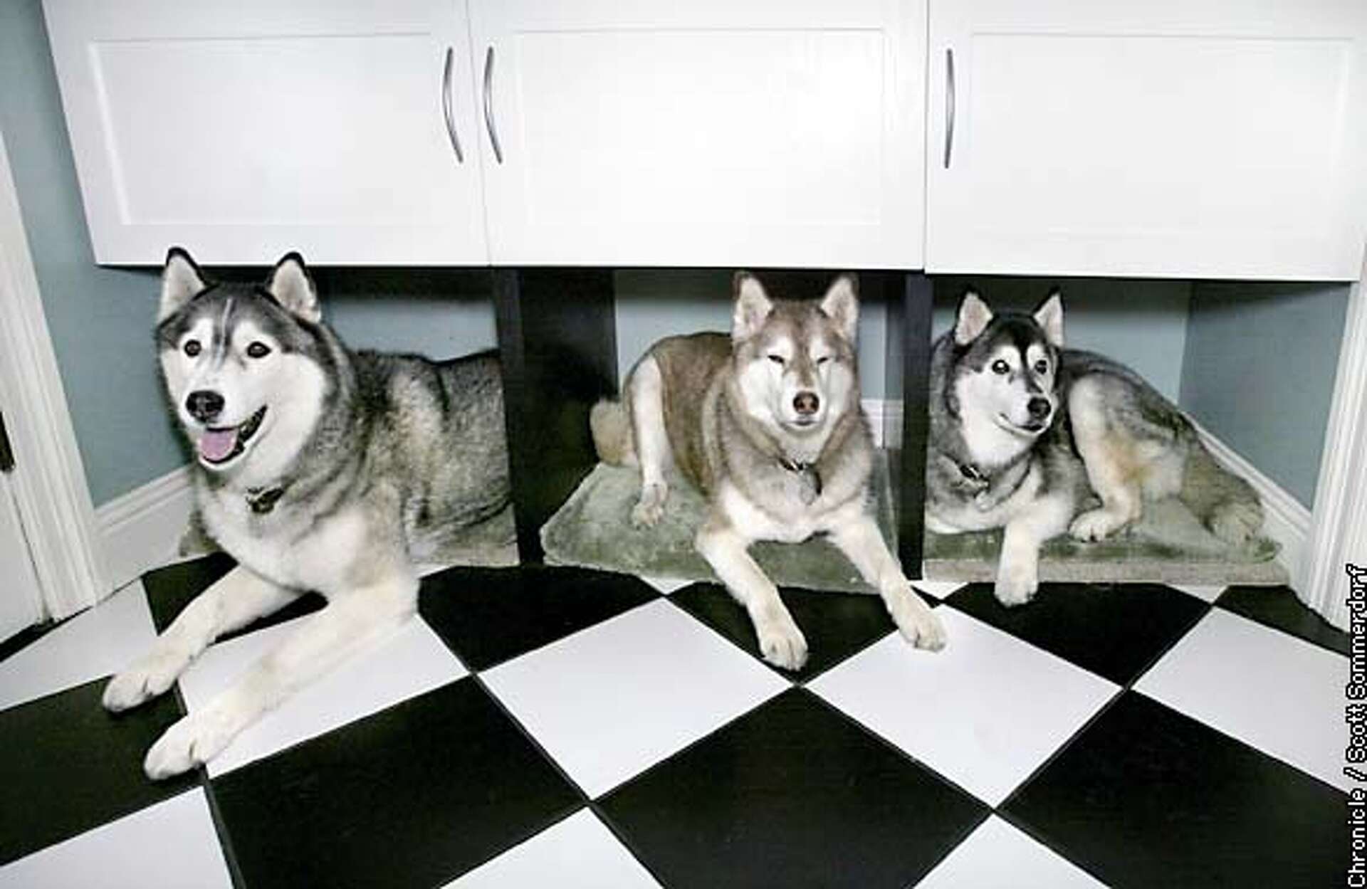 Beyond the doggie door / Home and garden architecture for your canine ...