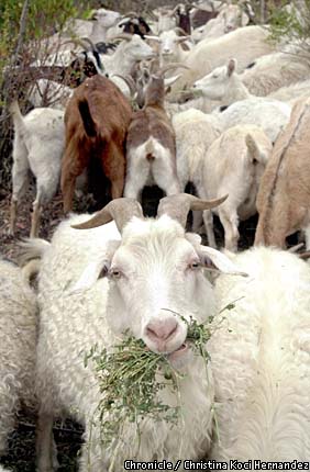 Not a baaaad gig / Hungry goats prove hands down they are best at ...