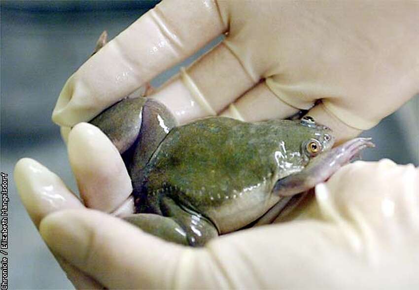 From boyhood curiosity to scientific discovery / Biologist links ...