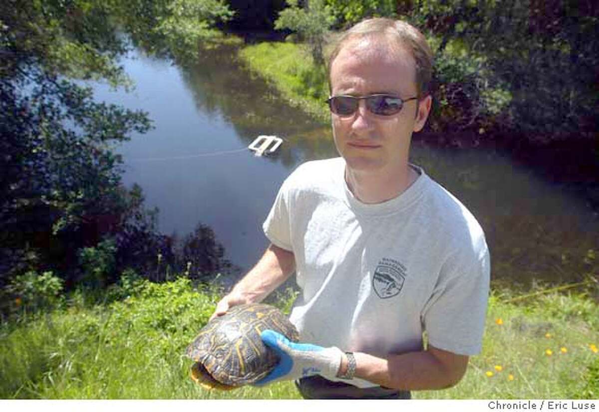 Turtles battle for Marin turf / Native western pond species is being ...