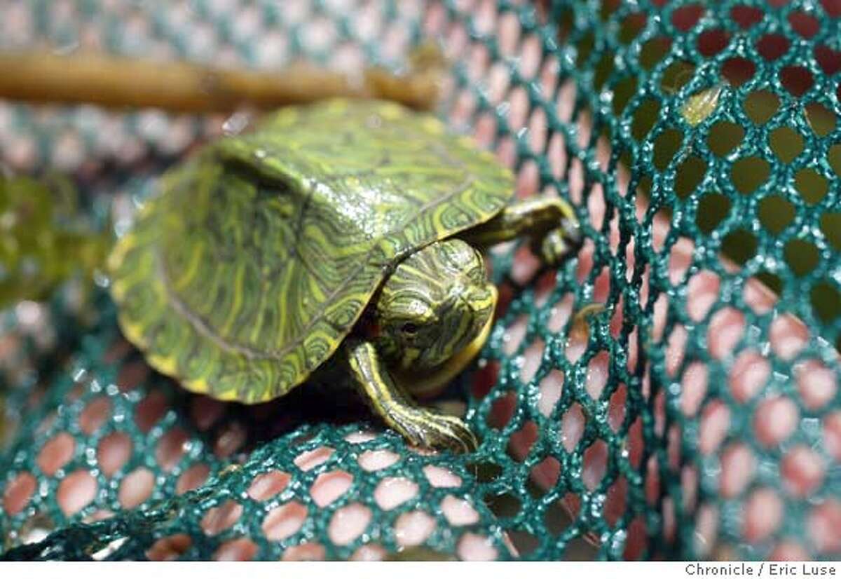 Turtles battle for Marin turf / Native western pond species is being ...