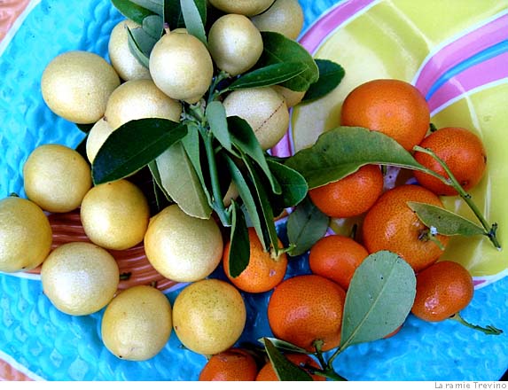 THE KITCHEN GARDENER / Certainly citrus / Rare fruits tempt would-be ...