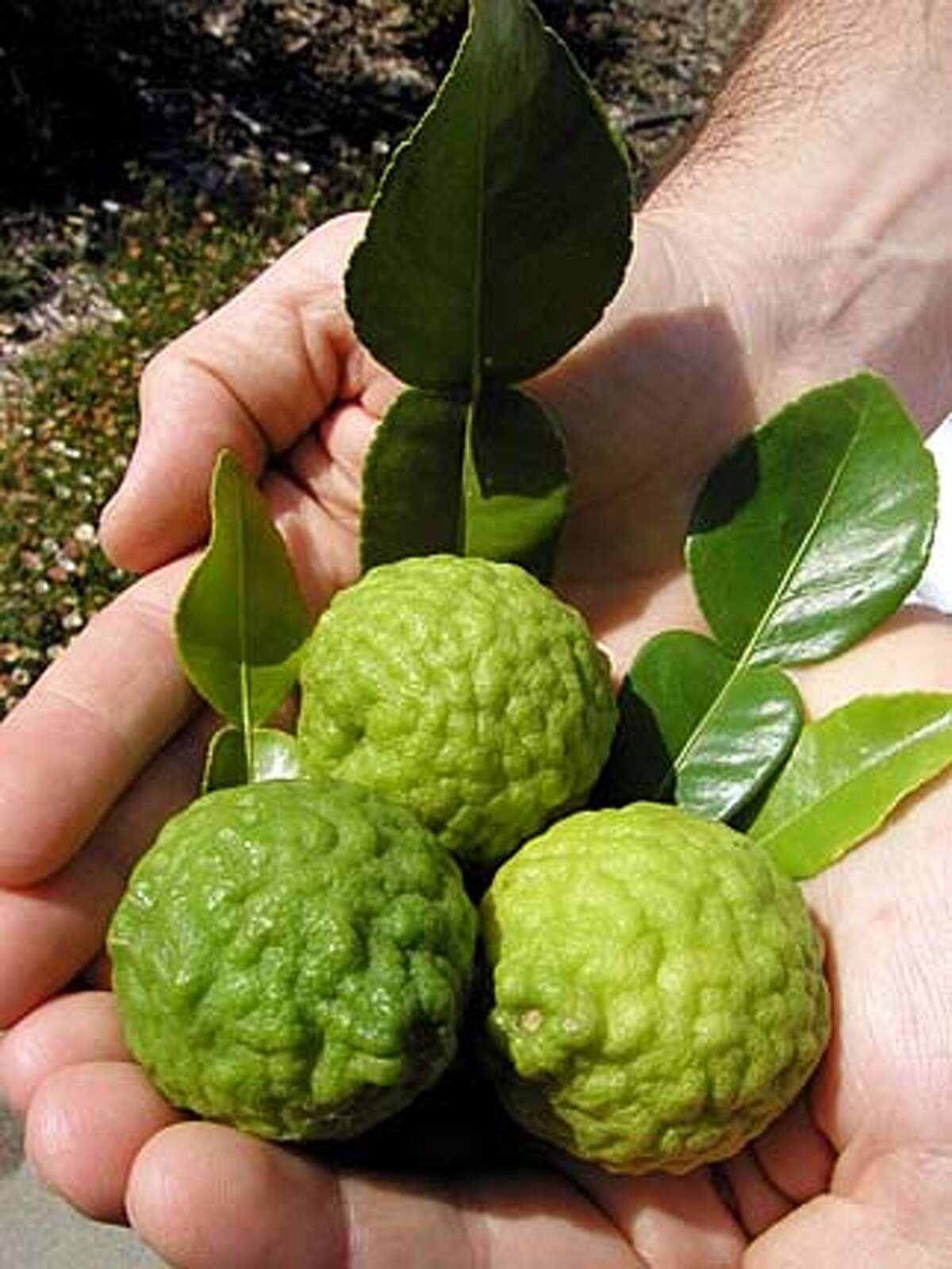 THE KITCHEN GARDENER / Certainly citrus / Rare fruits tempt would-be ...