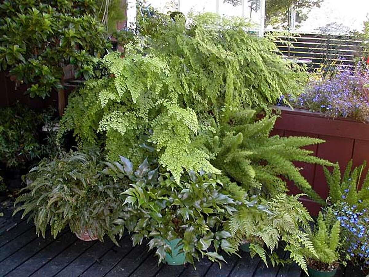 Maidenhair turns garden into soothing sea of green