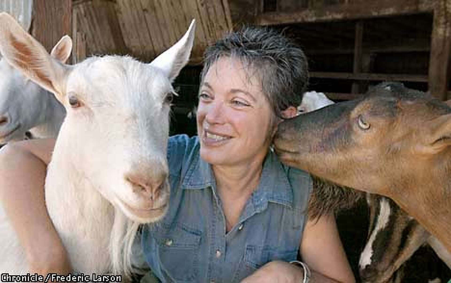 Big cheese of chevre owes it all to her kids / Laura Chenel says goats ...