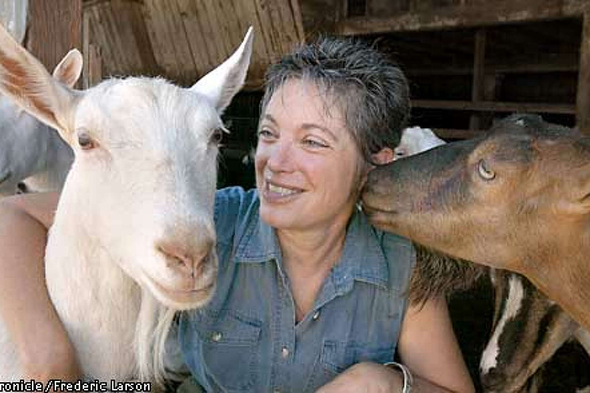 Big cheese of chevre owes it all to her kids / Laura Chenel says goats ...