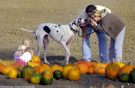 Dogging the photographers