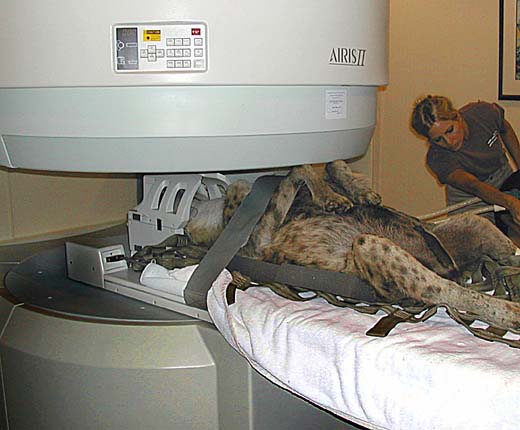Animal magnetism / Vets using human MRI facilities to diagnose health ...
