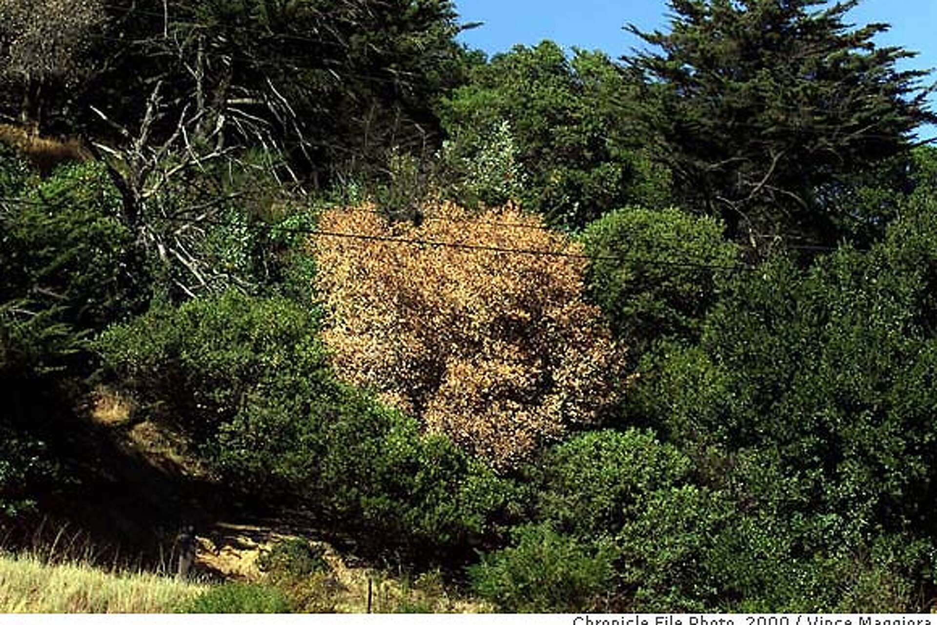 CALIFORNIA / Nursery reports oak disease / Infested plants have been ...